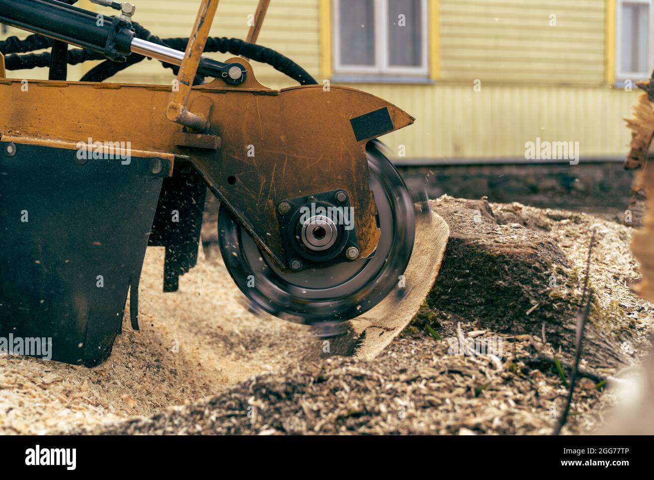 Removal of a tree stump using a stump cutter and cutting or grinding ...