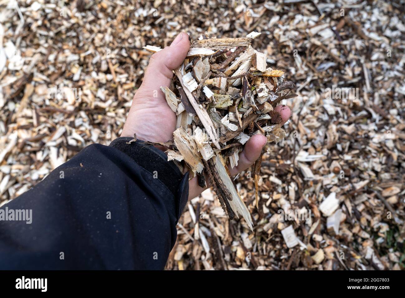 The wood chips are taken in a handful and shown as it looks. In the ...