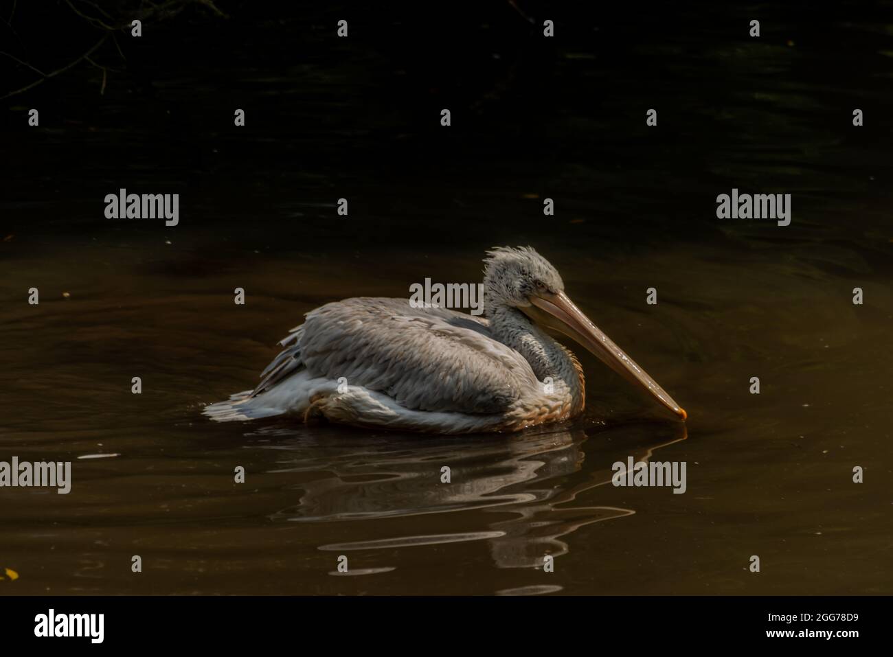 Pelican pink bird in black lake in summer sunny hot day Stock Photo - Alamy
