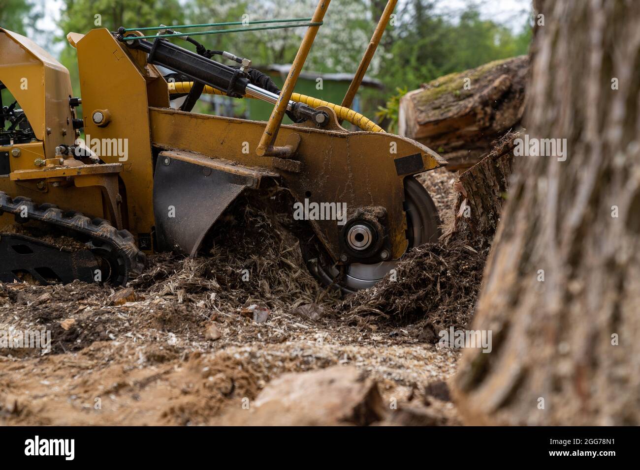 The process of removing a tree stump where the rotating head of the ...