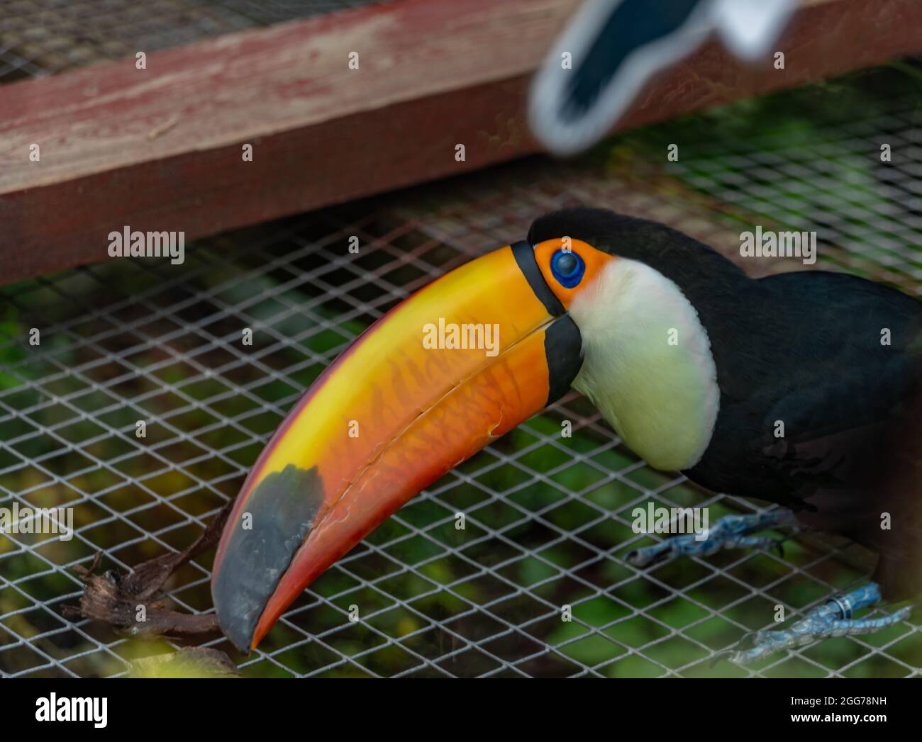 Big color toucan bird in summer sunny hot day in ZOO cage Stock Photo ...
