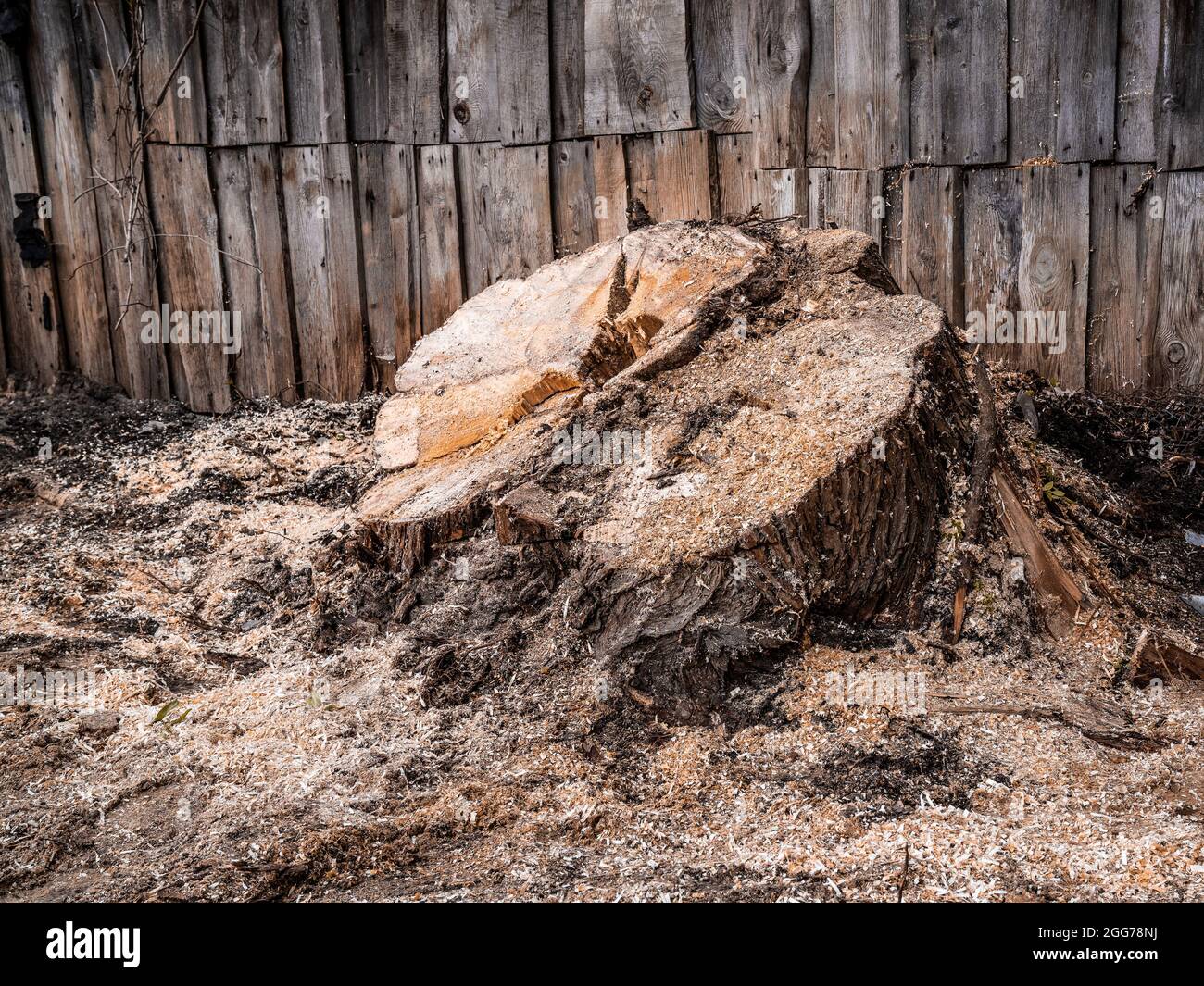 Large wooden stump on a plank wall background Welcome sawed tree stump ...