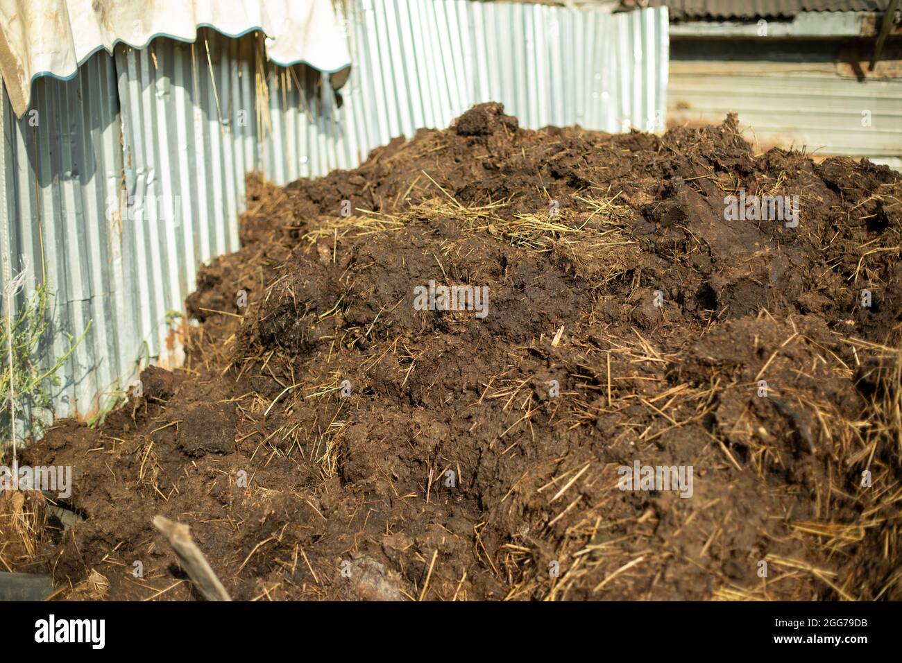 Playing In Cow Manure