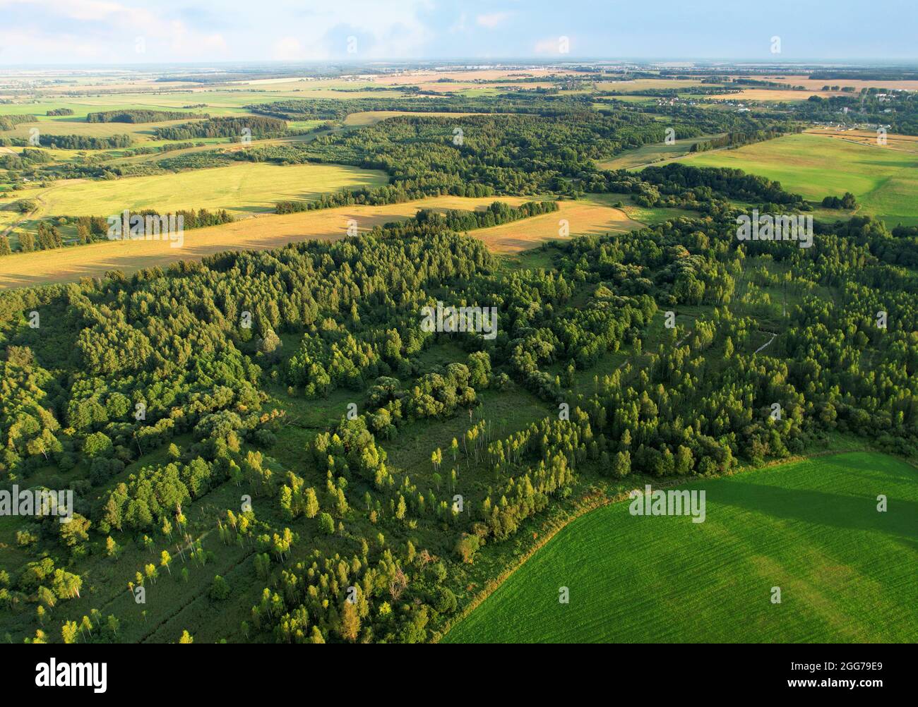 Aerial view of the forest and field. Drone view from above of a gold ...
