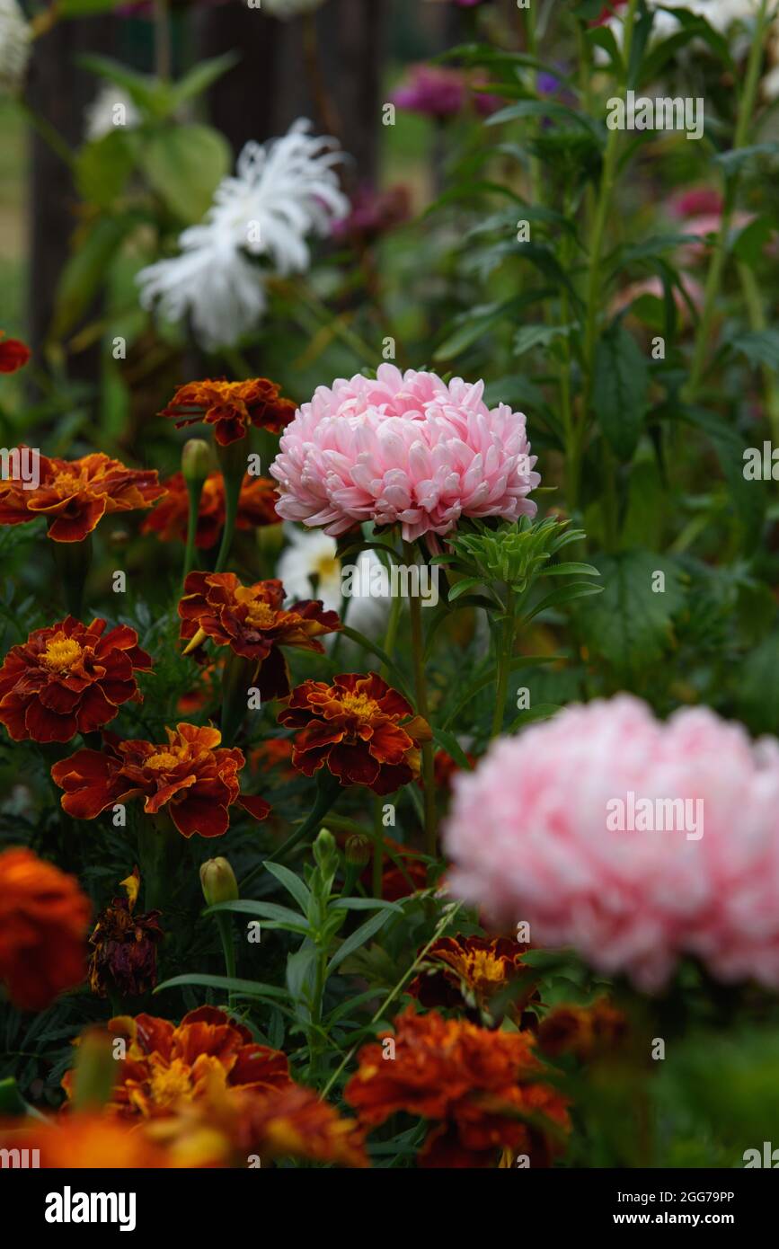 Pink peony-shaped aster on a flower bed in the garden among marigolds ...