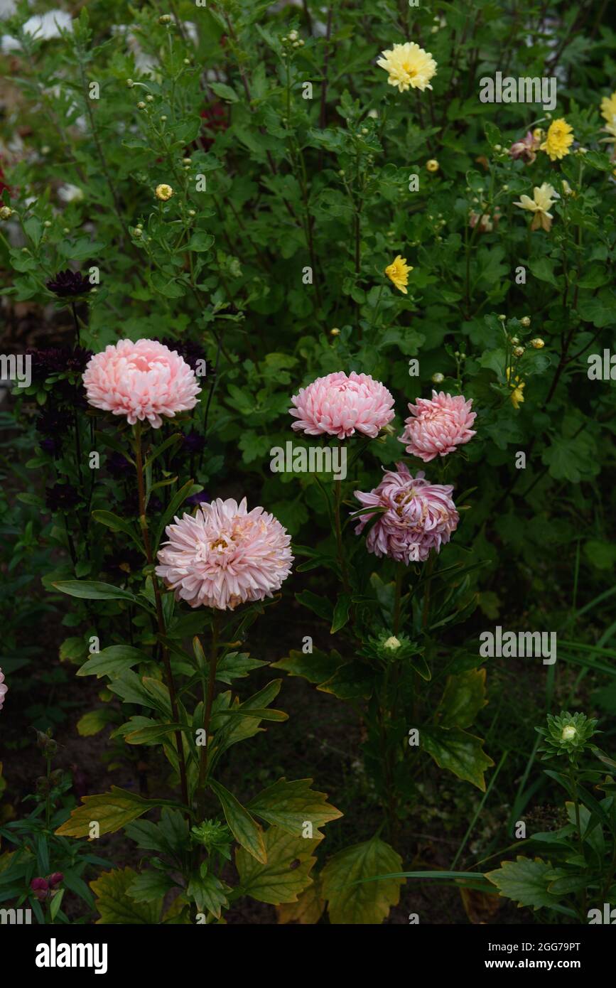 Pink peony-shaped aster on a flower bed in the garden close-up among ...