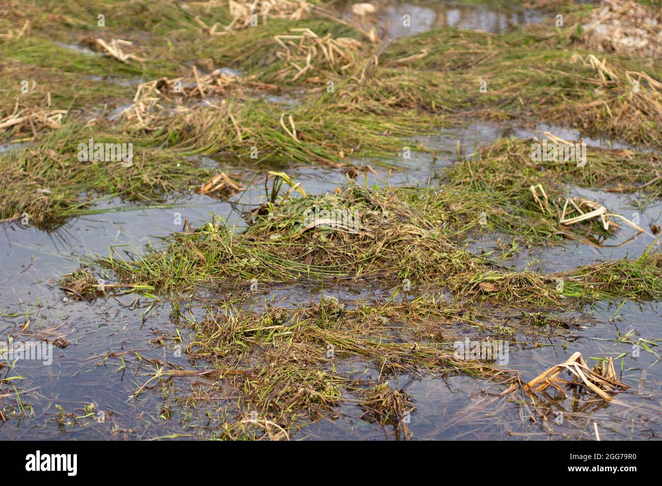 Wetlands. Middle zone of Russia. The nature of an ordinary forest Stock ...