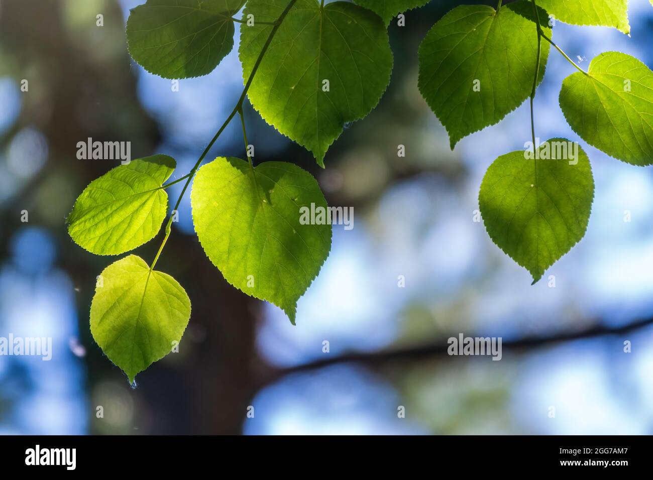 Common aspen summer leaves hi-res stock photography and images - Alamy