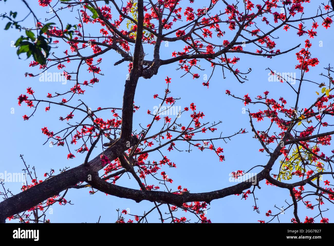 Bombax ceiba tree hi-res stock photography and images - Alamy