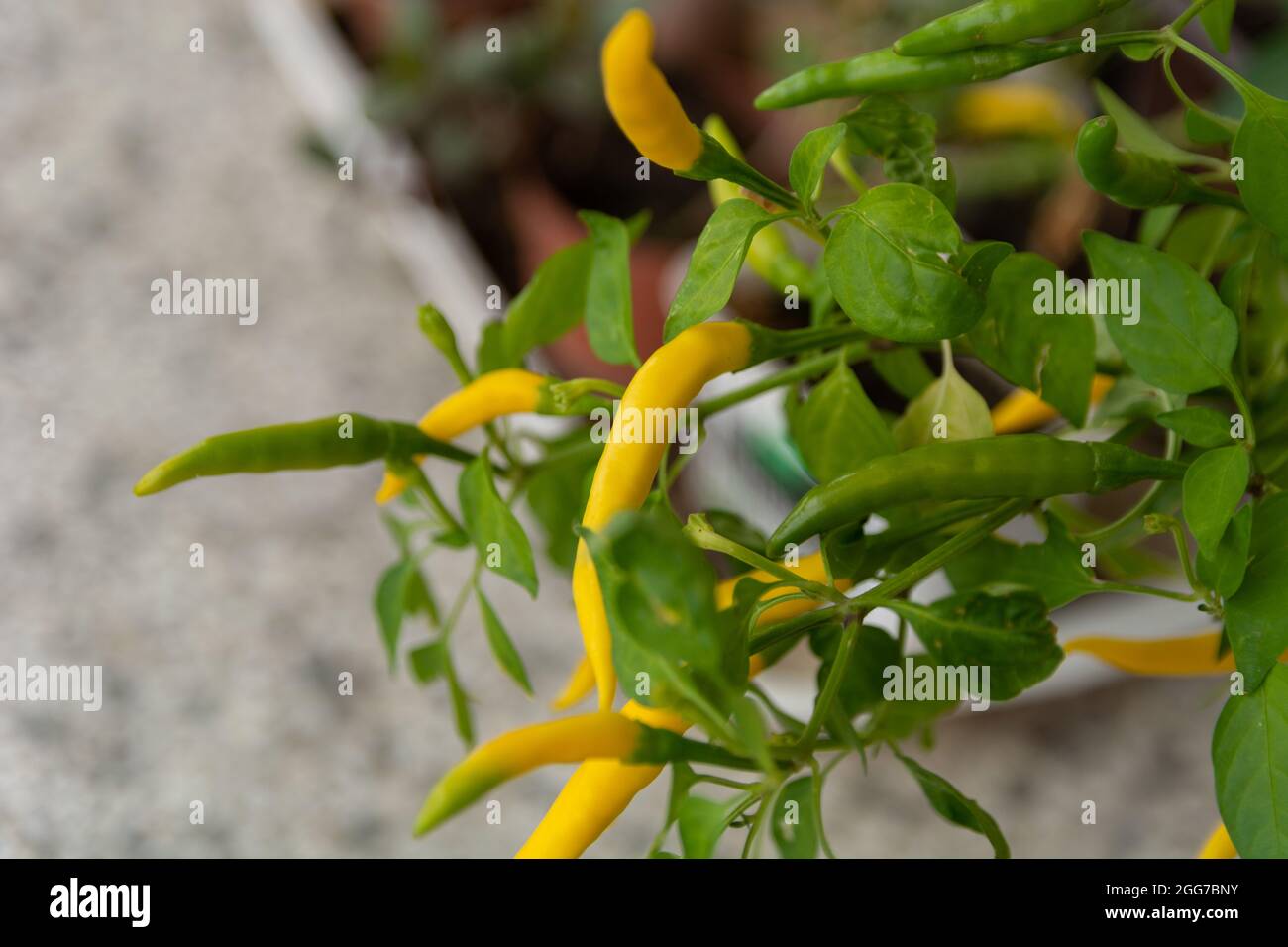 Yellow hot peppers are ripe and ready for harvest in the garden on an ...
