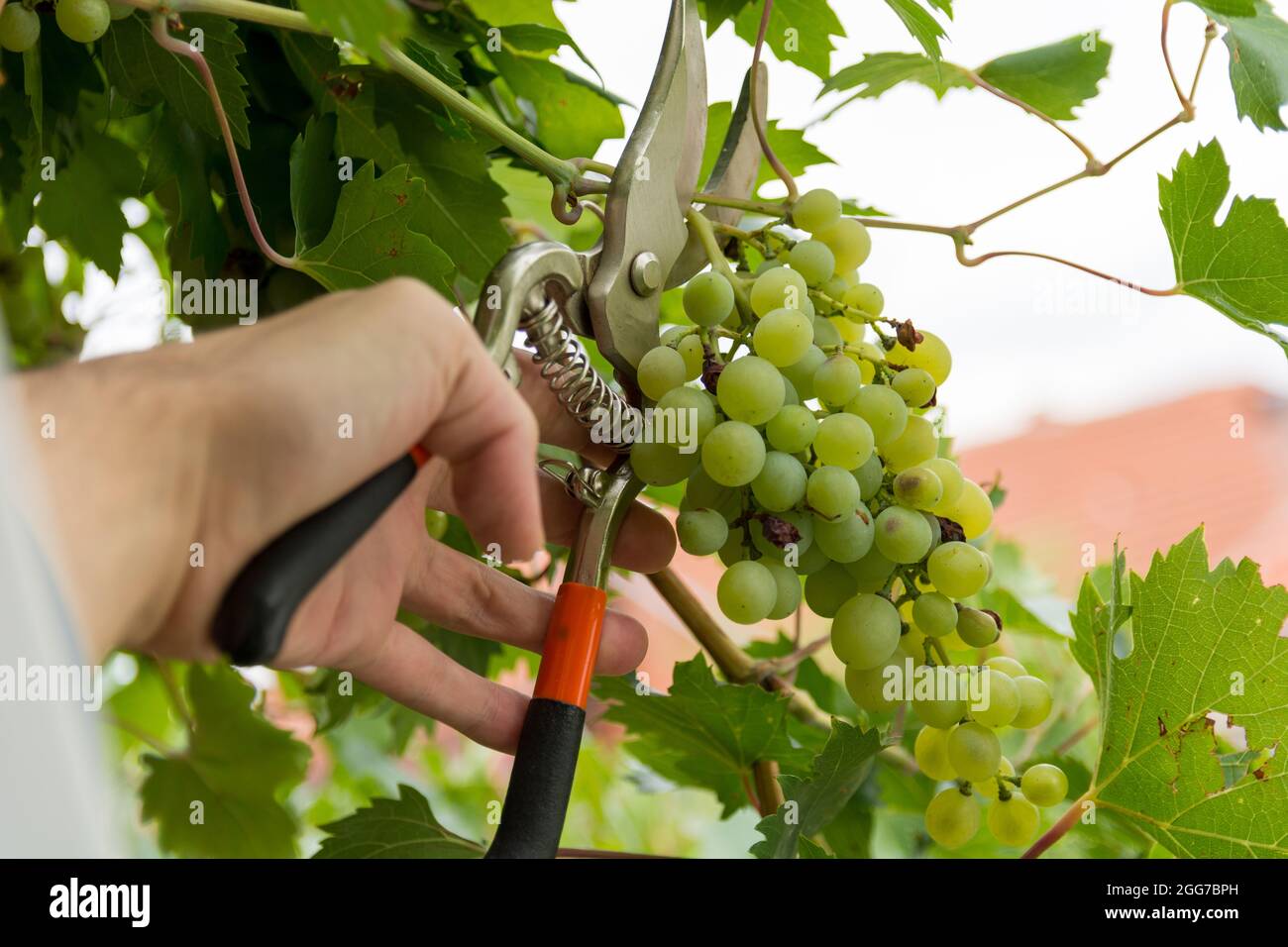 The gardeners hand cuts the grapes from the vine in the vineyard with ...