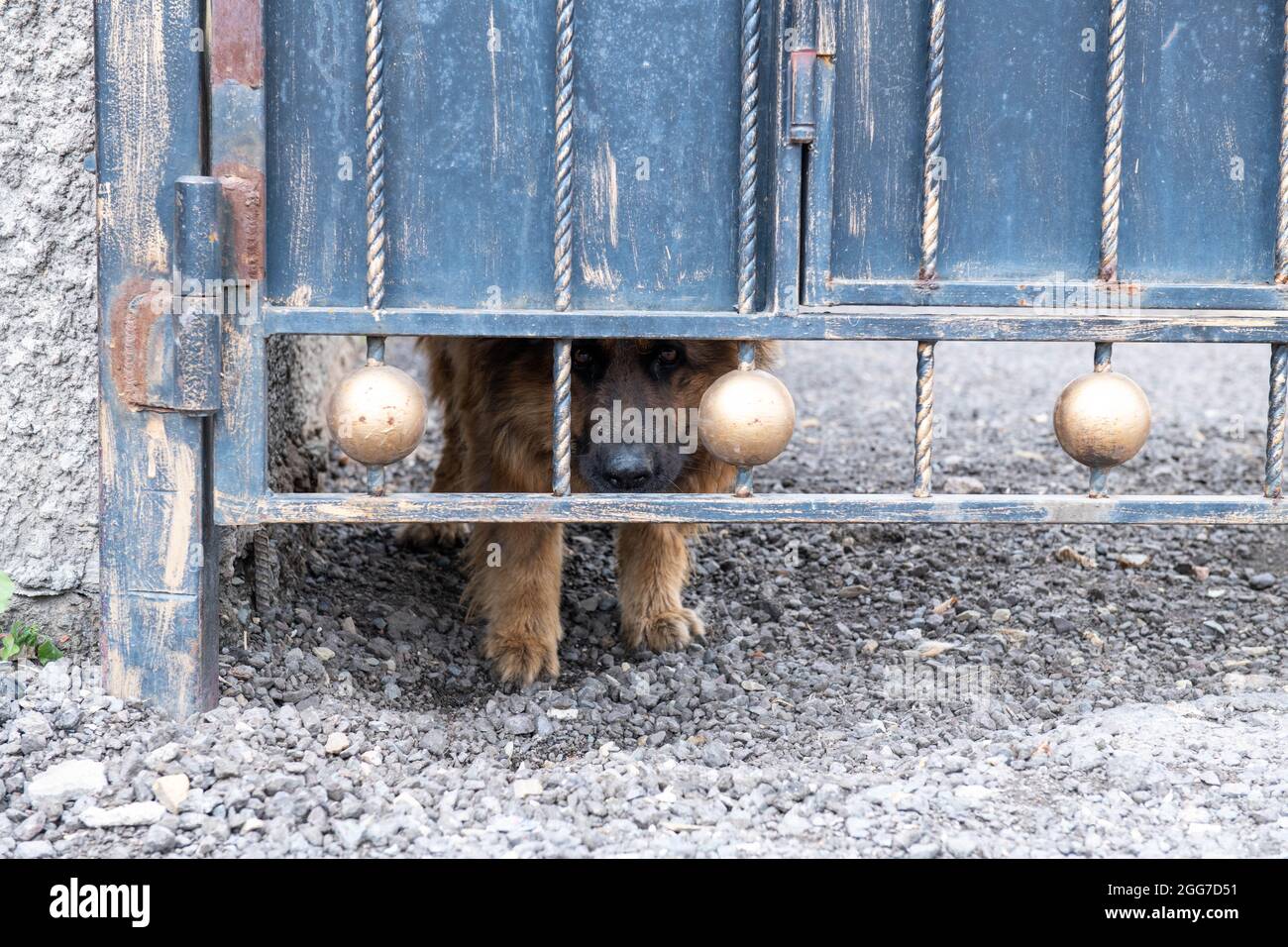 a huge dog outside the gate of the house is angry Stock Photo - Alamy