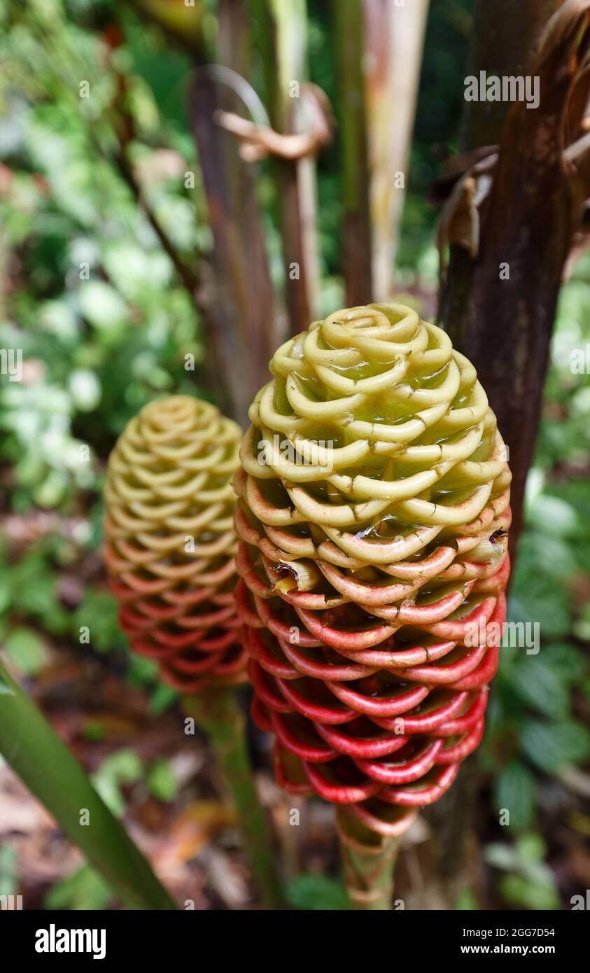 Beehive ginger flowers hi-res stock photography and images - Alamy