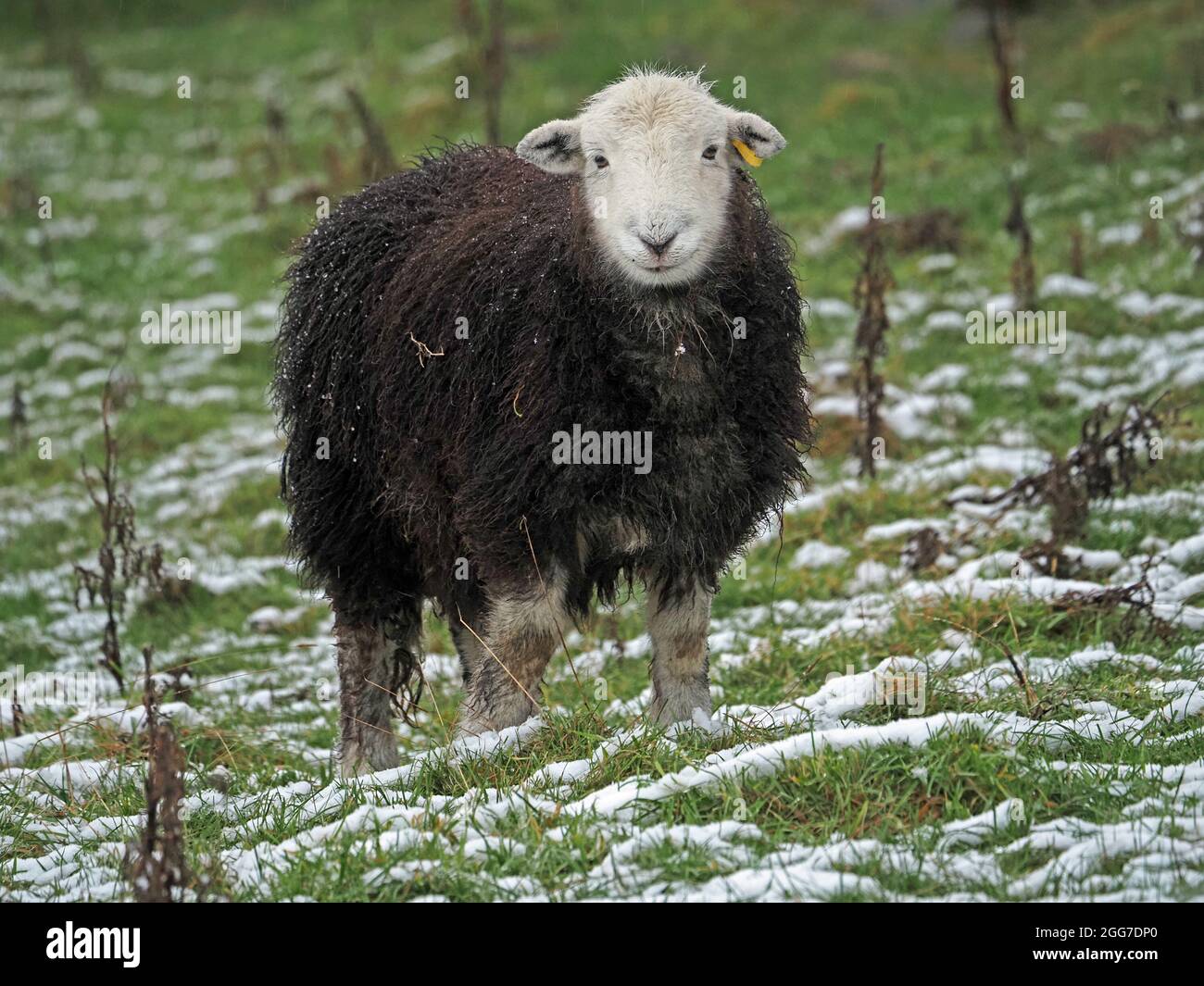 cute Herdwick Sheep with melting snow on distinctive dark wool & white ...