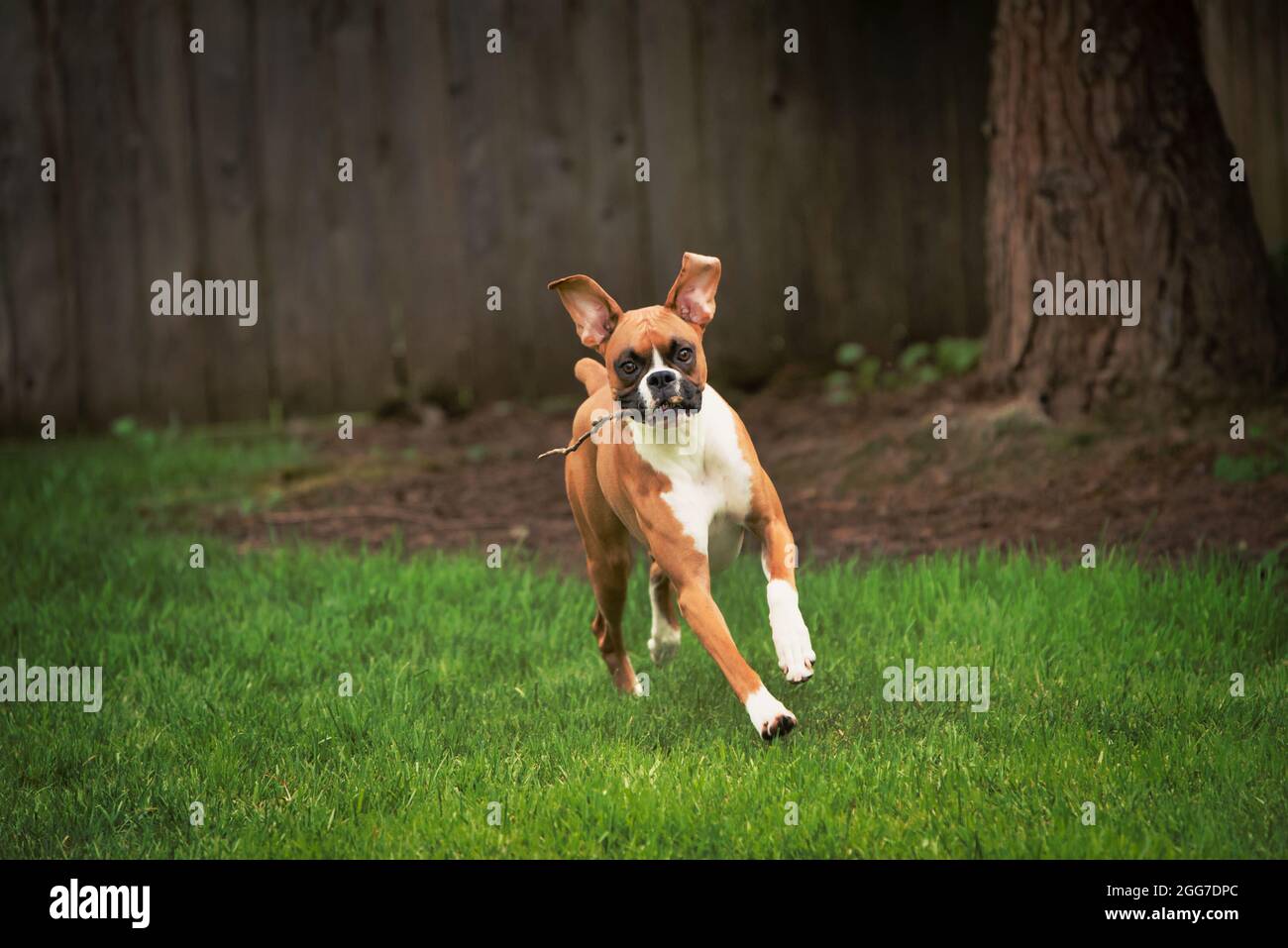 Fawn boxer puppy hi-res stock photography and images - Alamy