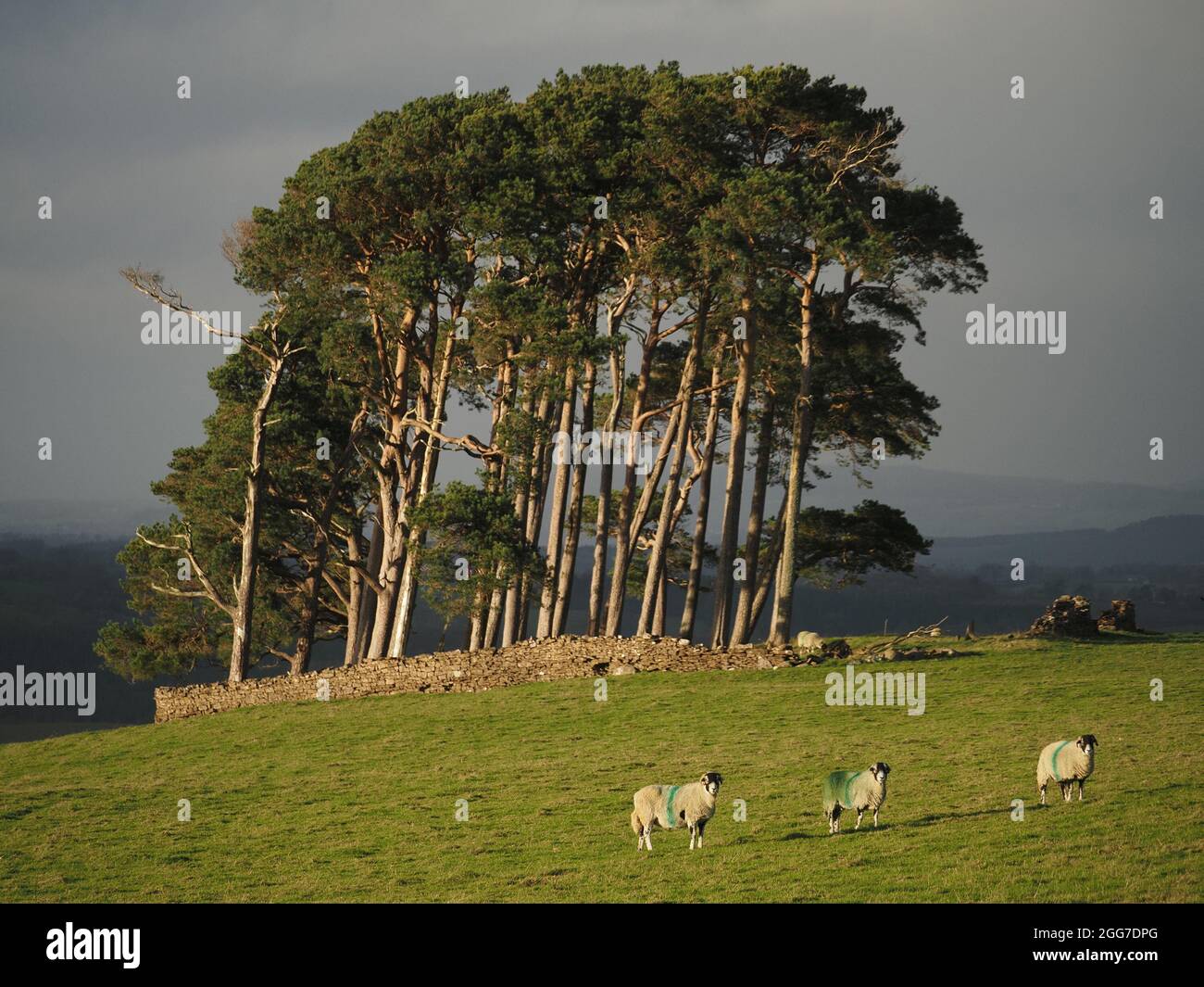 Scots pine canopy hi-res stock photography and images - Alamy