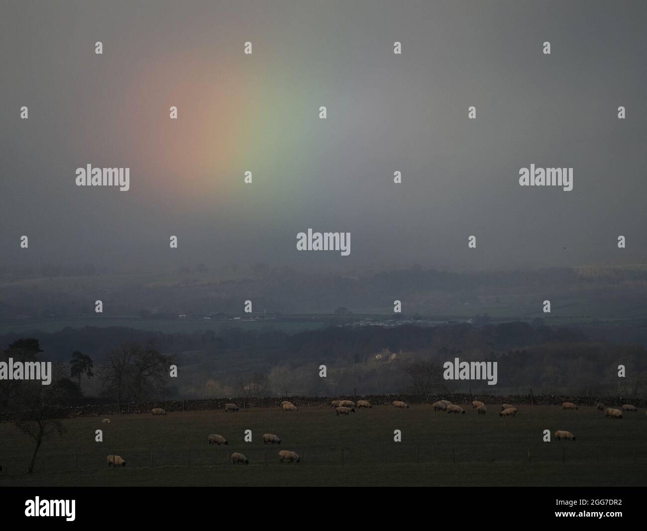 flock of sheep grazing below dramatic fragment of rainbow illuminating ...