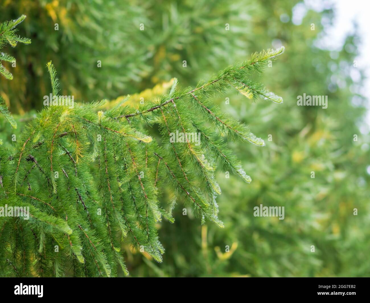 Young branches of larch. Closeup of green larch young needles. Larix ...