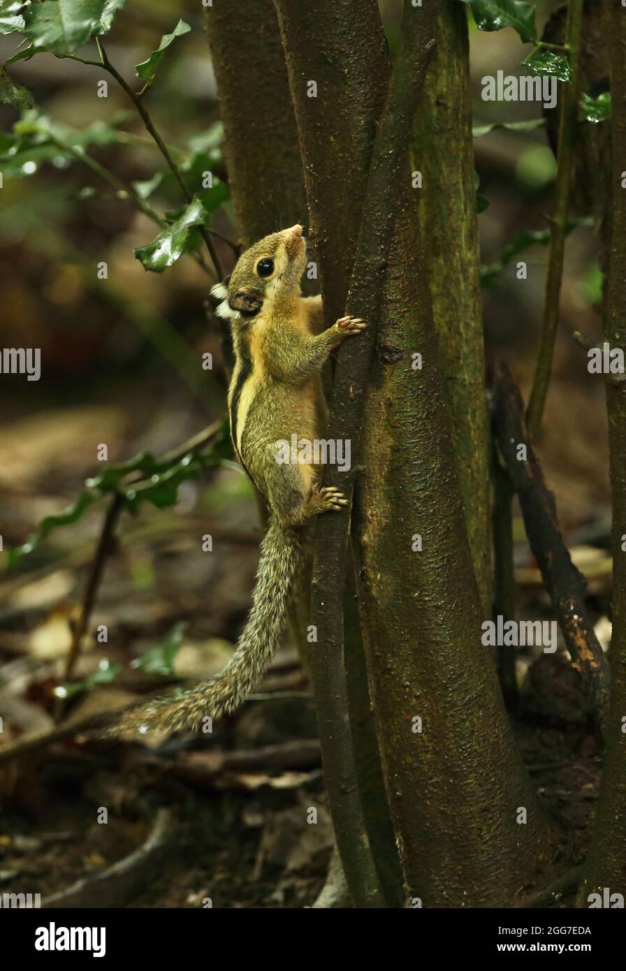 Himalayan Striped Squirrel (Tamiops mcclellandii) adult climbing up ...