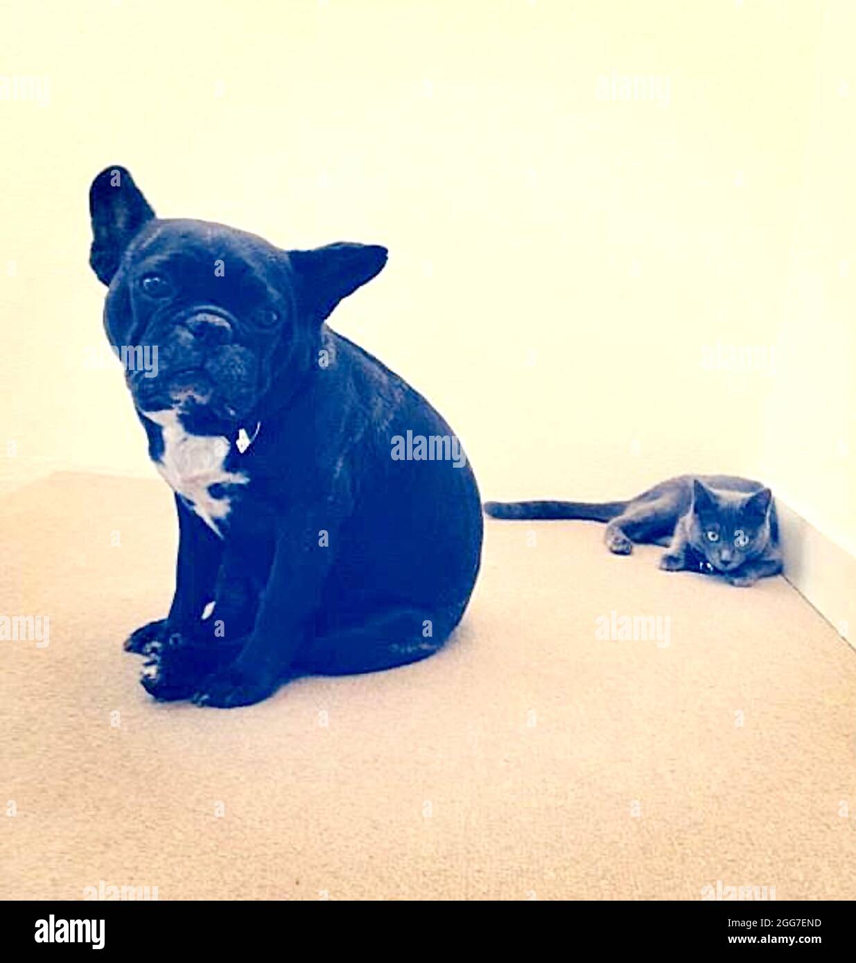 Russian Bulldog High Resolution Stock Photography and Images - Alamy