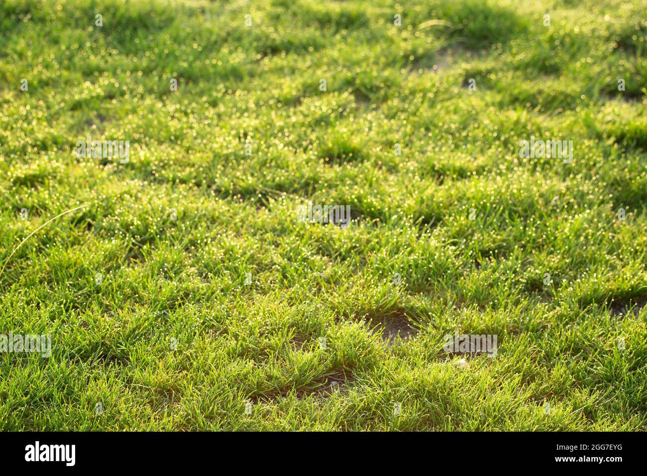 Lush green grass in the morning sunshine. Beautiful grass background ...