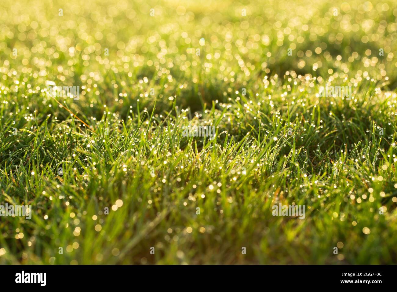 Lush green grass in the morning sunshine. Beautiful grass background ...