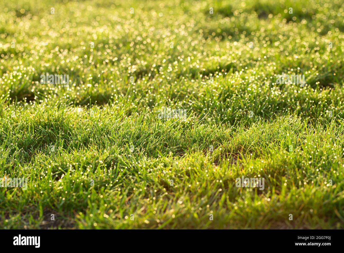 Lush green grass in the morning sunshine. Beautiful grass background ...