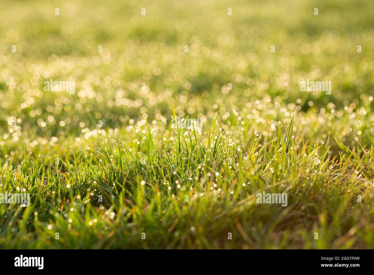 Lush green grass in the morning sunshine. Beautiful grass background ...