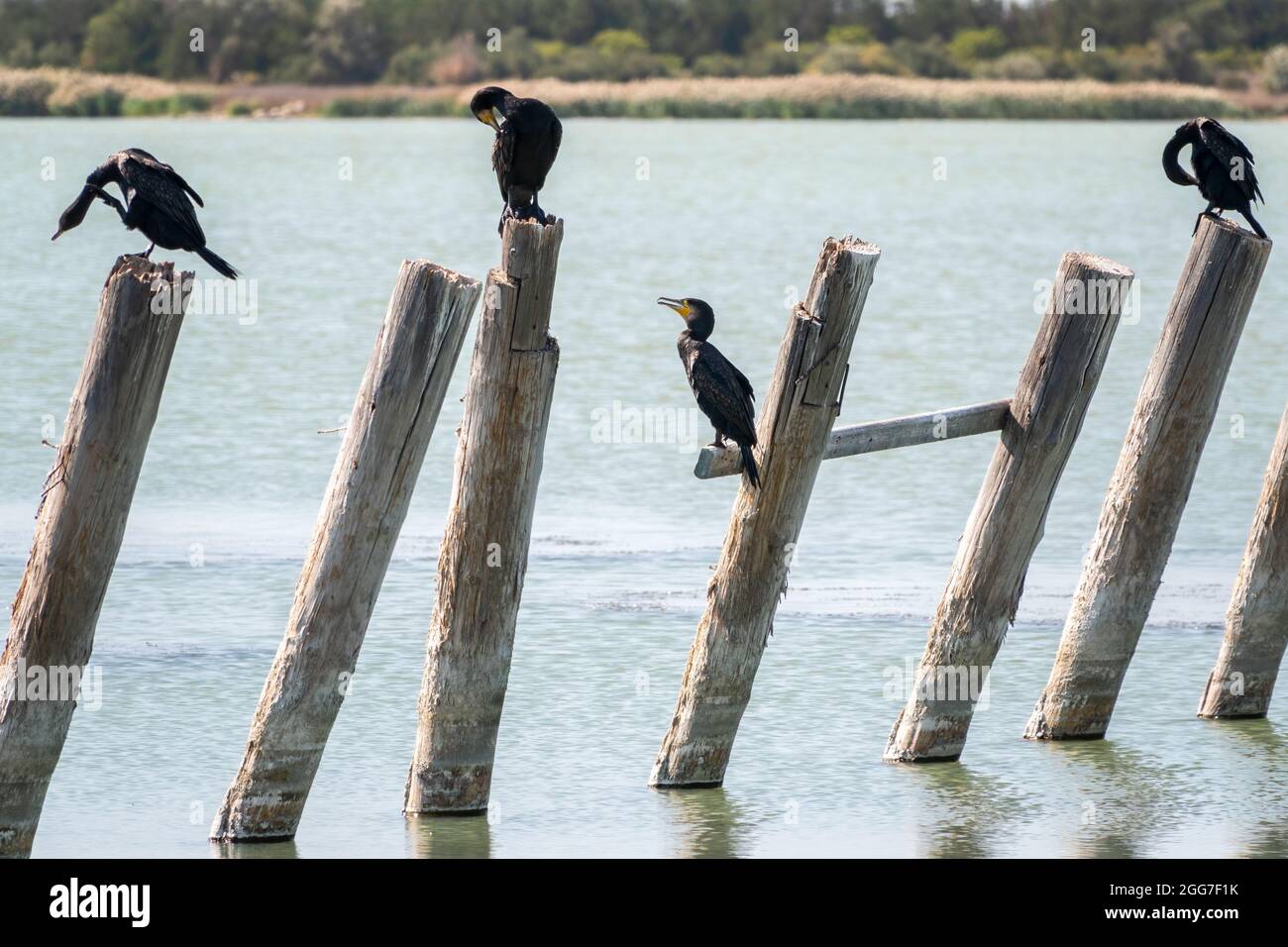 A flock of cormorants sits on a old sea pier. The great cormorant ...