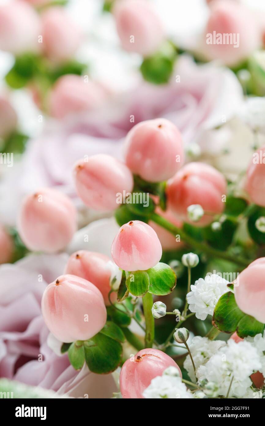 Miss coco hi-res stock photography and images - Alamy