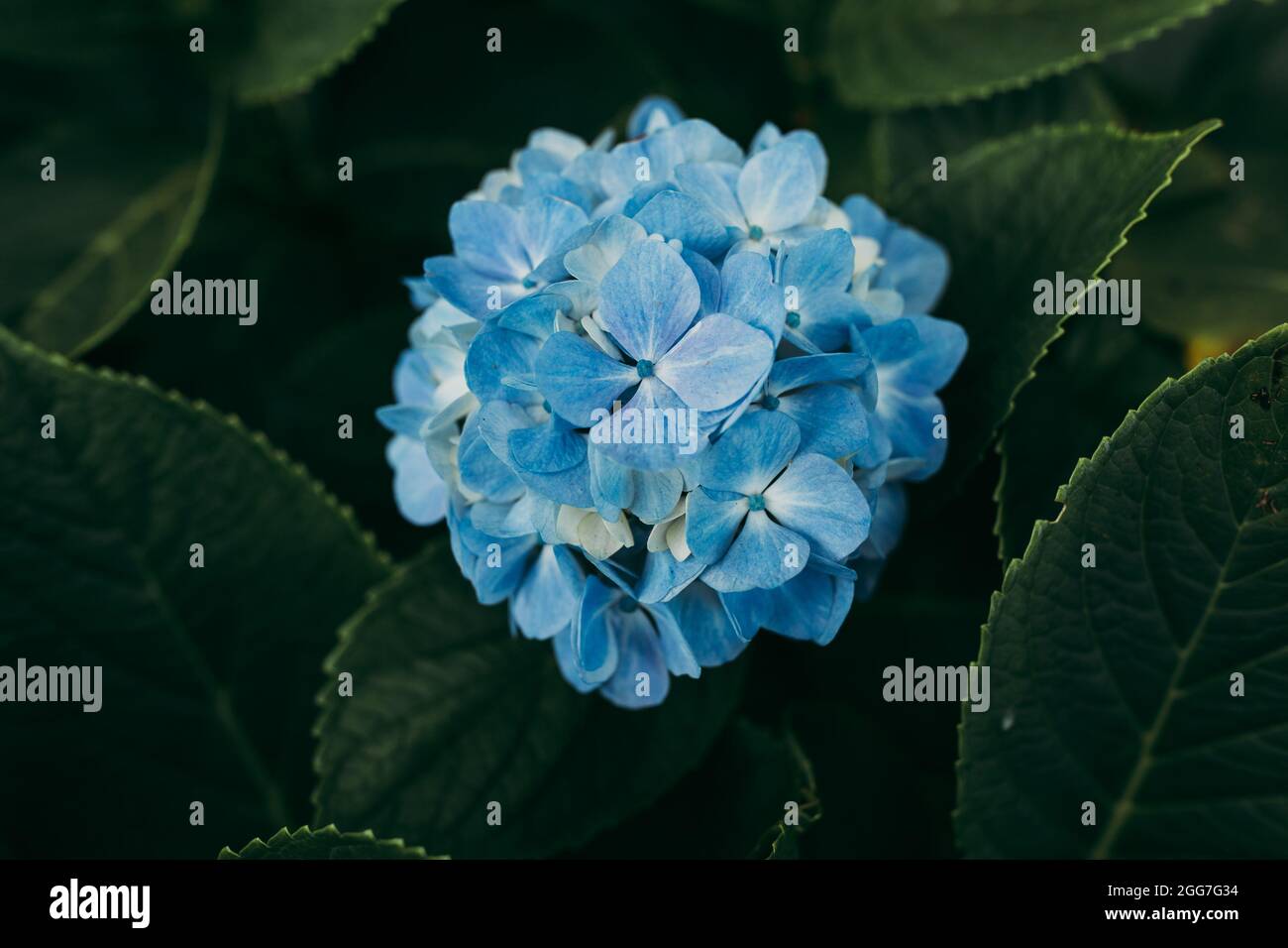 A blue bigleaf hydrangea flower with delicate petals and green leaves ...