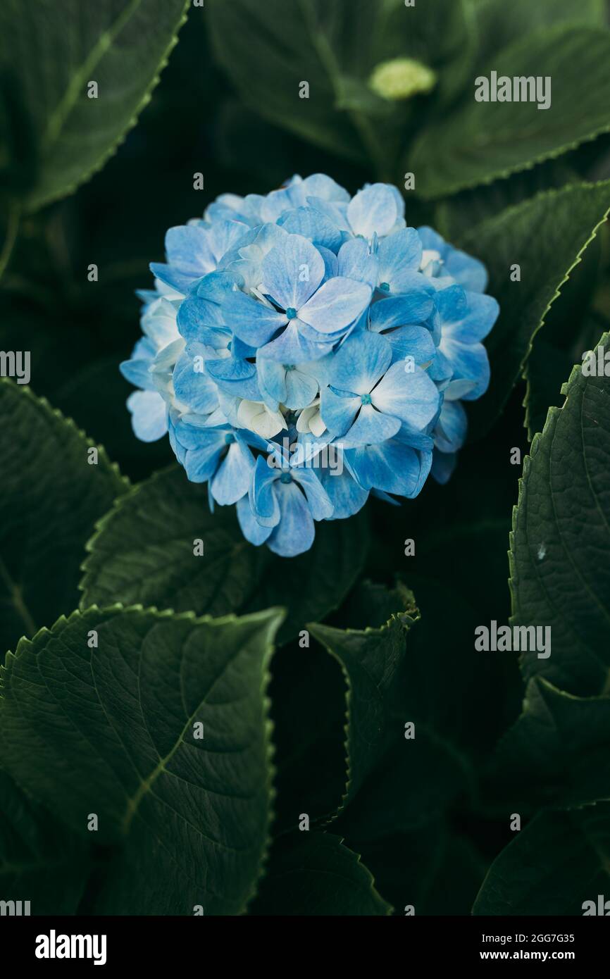 Bigleaf hydrangea macrophylla species hi-res stock photography and ...
