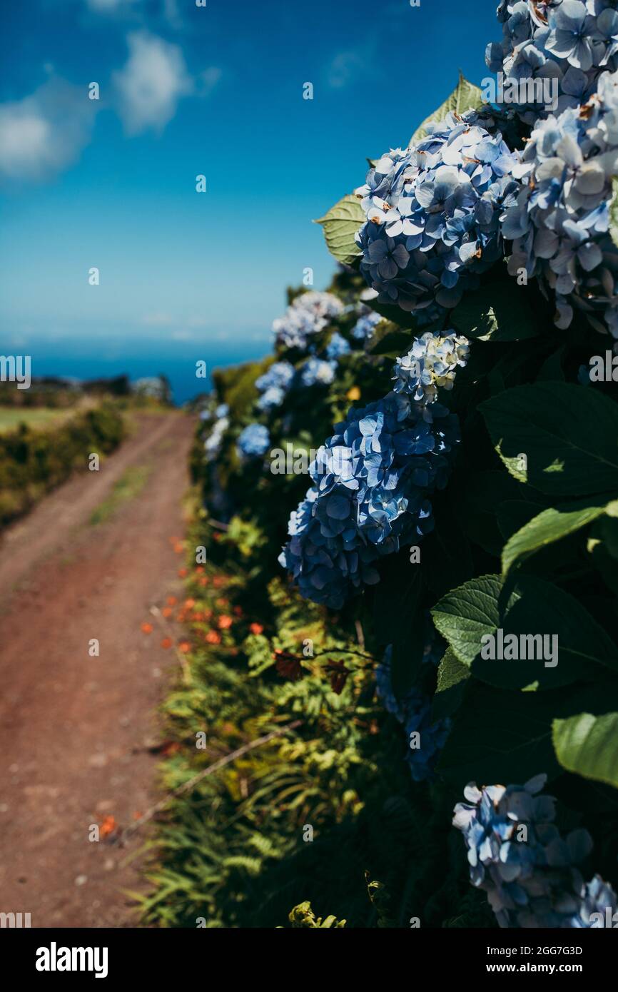 A deciduous shrub of bigleaf hydrangea with blue flowers Stock Photo ...