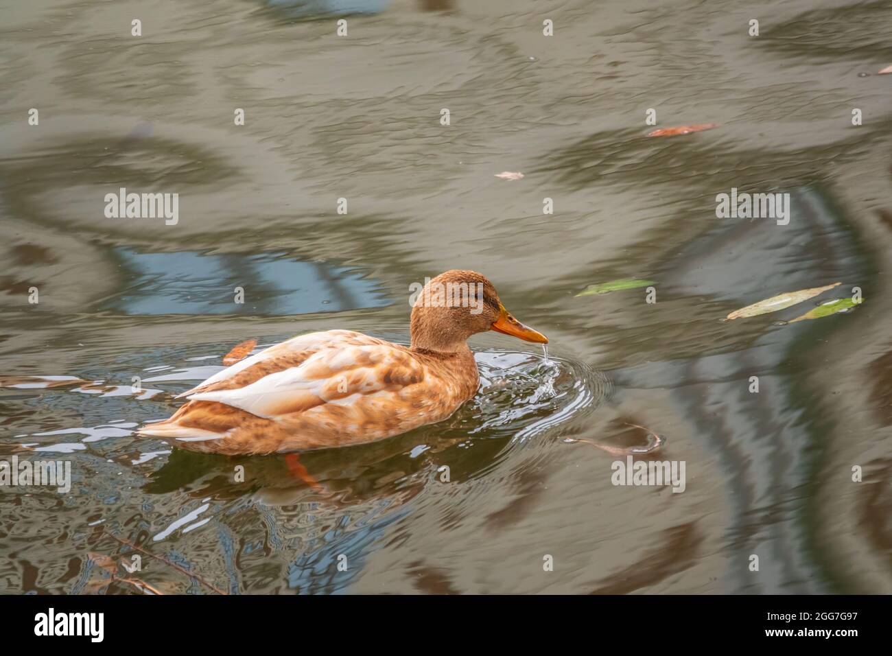 Yellow colored Mallard female Duck swims in the pond. Animal ...