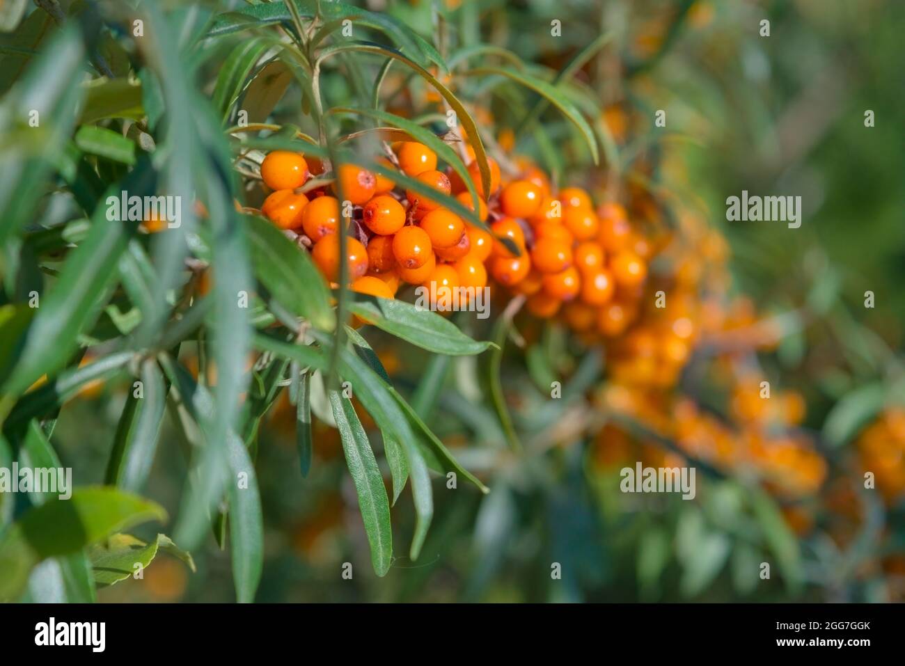 Sea buckthorn growing on a tree close up. Hippophae rhamnoides. Sea ...
