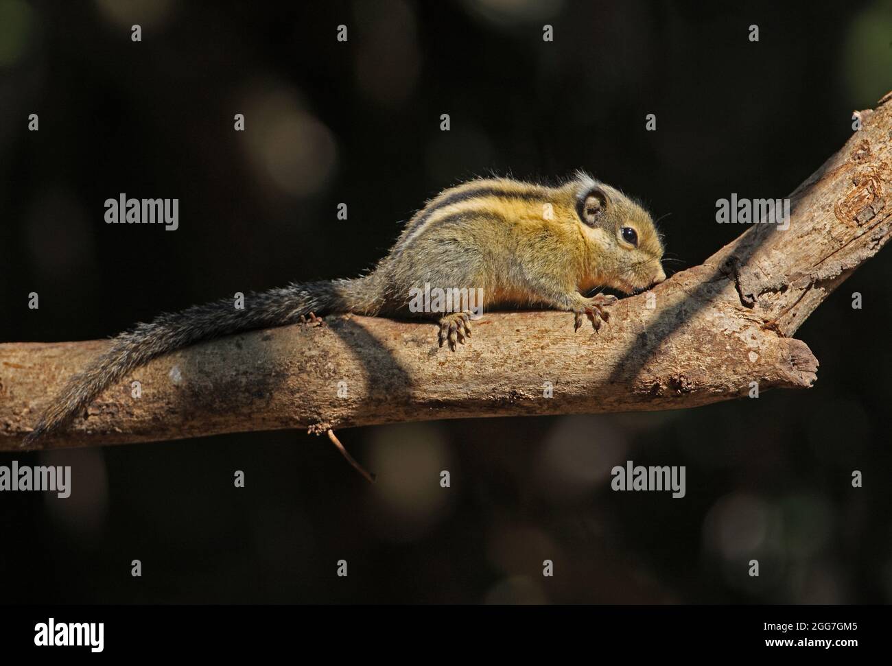 Himalayan Striped Squirrel (Tamiops mcclellandii) adult on dead branch ...