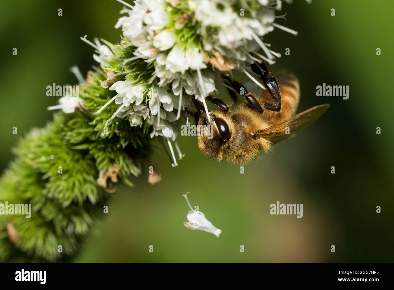 Insect pollinating mint hi-res stock photography and images - Alamy