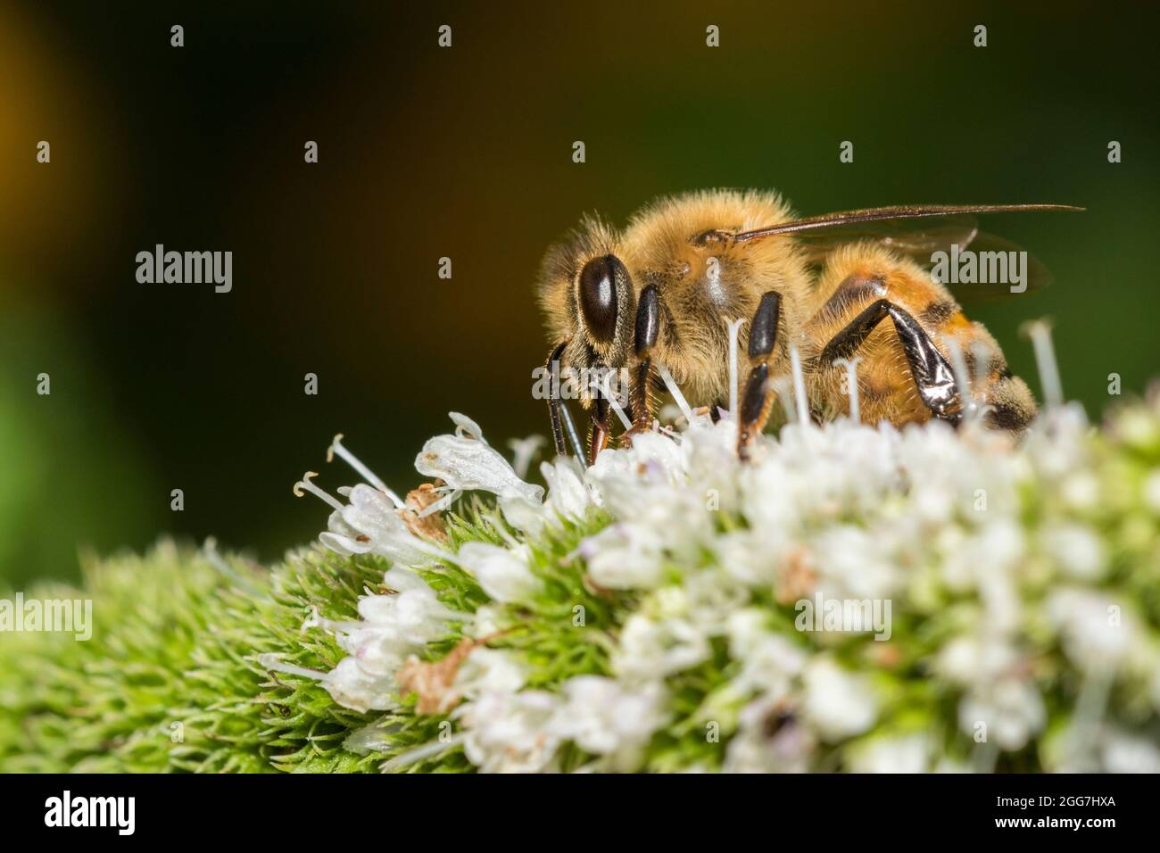 Insect pollinating mint hi-res stock photography and images - Alamy