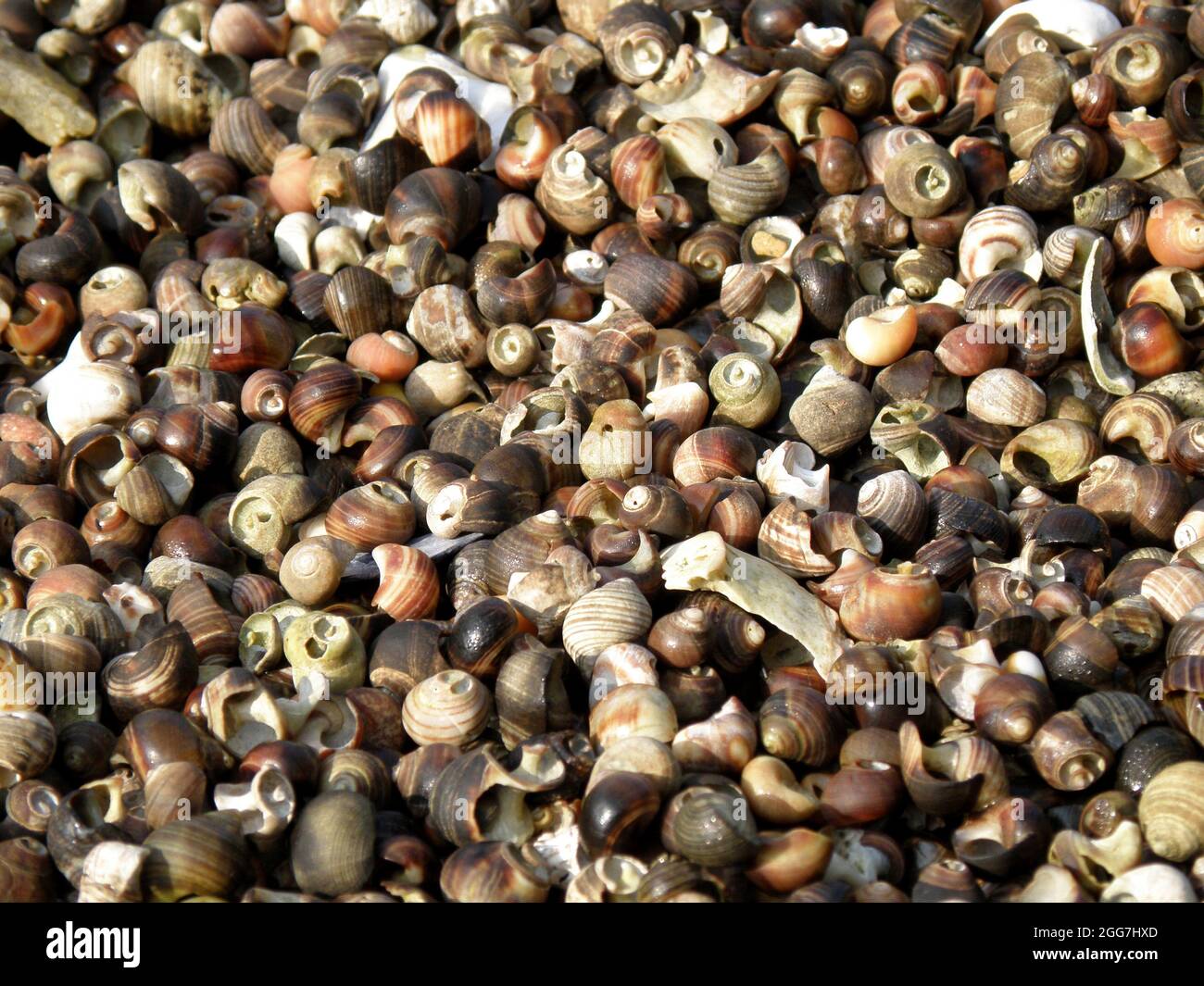 Collection of periwinkle shells in a collage Stock Photo - Alamy