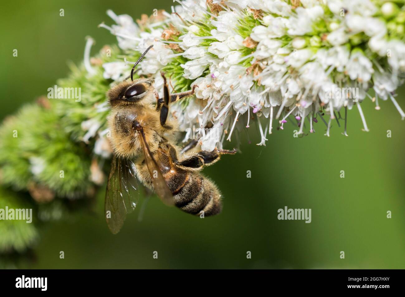 Bee in mint flower hi-res stock photography and images - Alamy