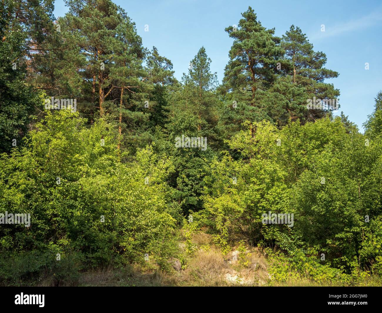 Summer nature landscape with trees and bushes Stock Photo - Alamy