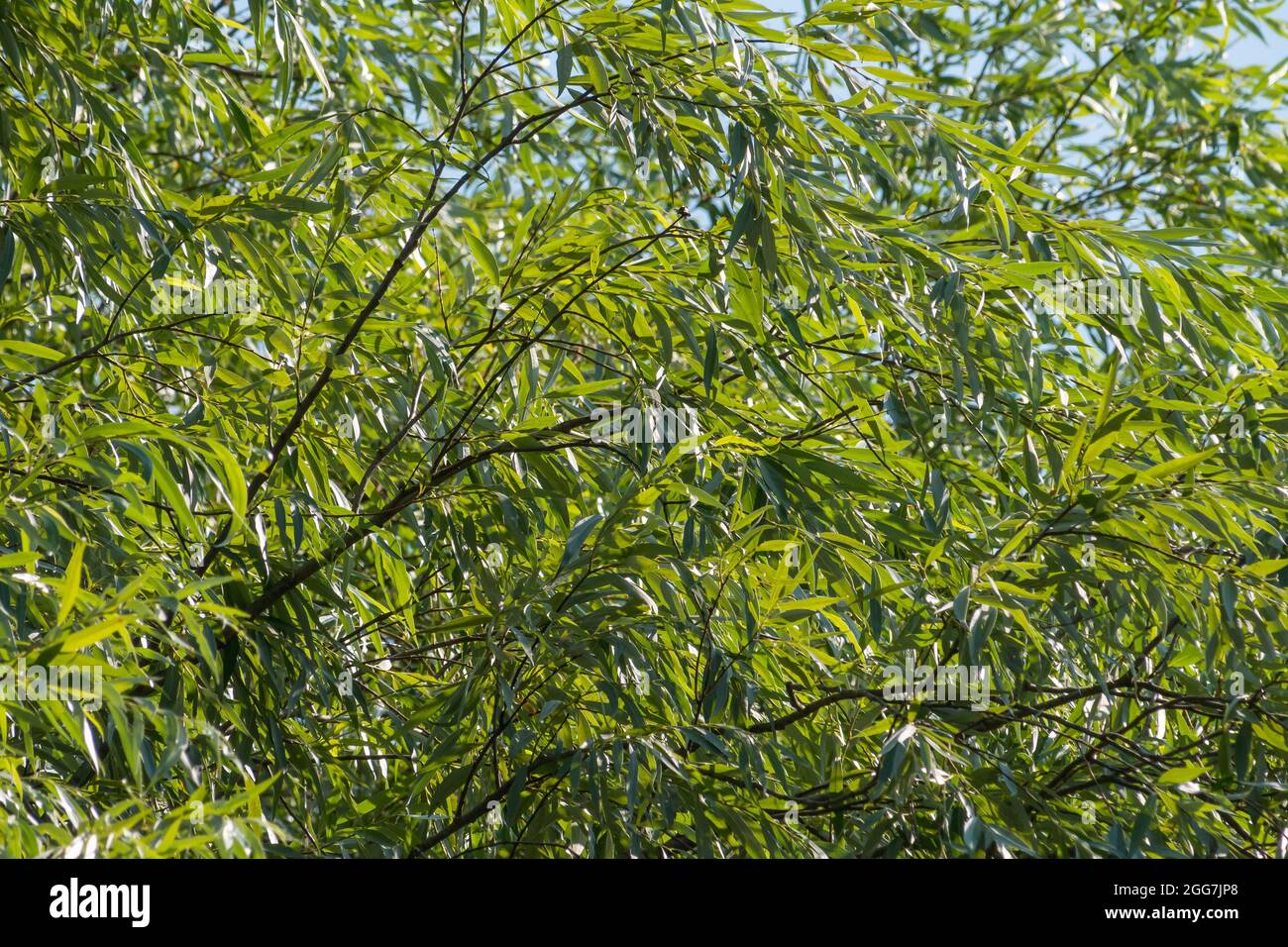Osier branches with green foliage background Stock Photo - Alamy