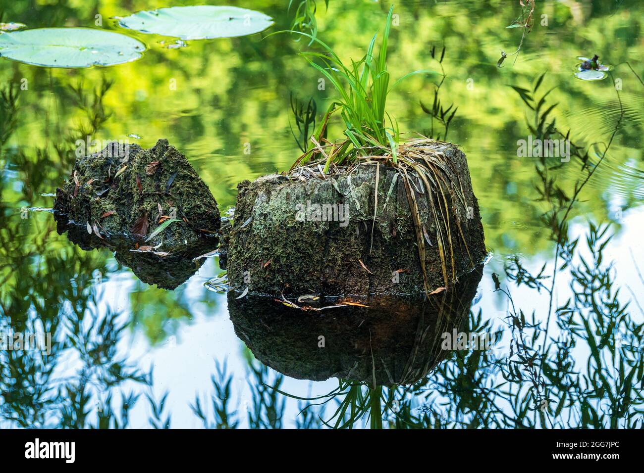 Landscape with stumps and water surface Stock Photo - Alamy