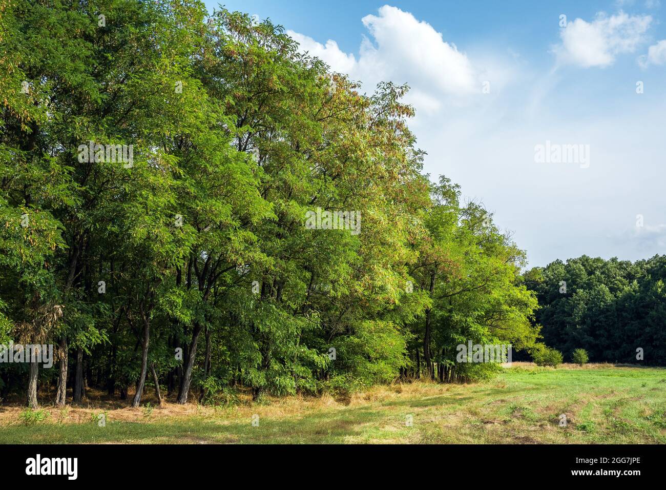 Summer nature landscape with trees and grass Stock Photo - Alamy