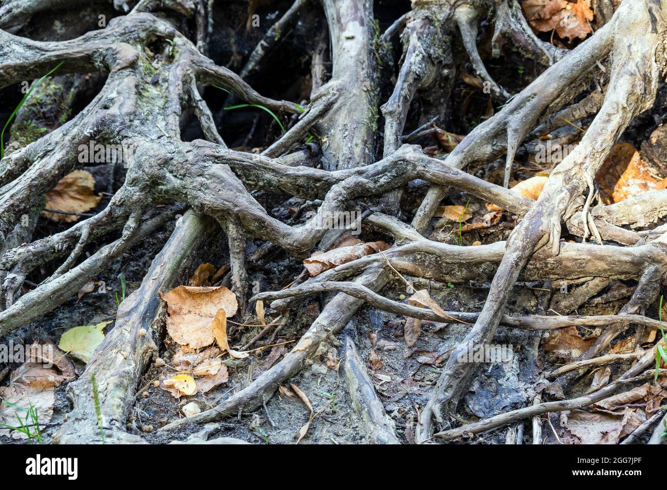 Intertwined roots hi-res stock photography and images - Alamy