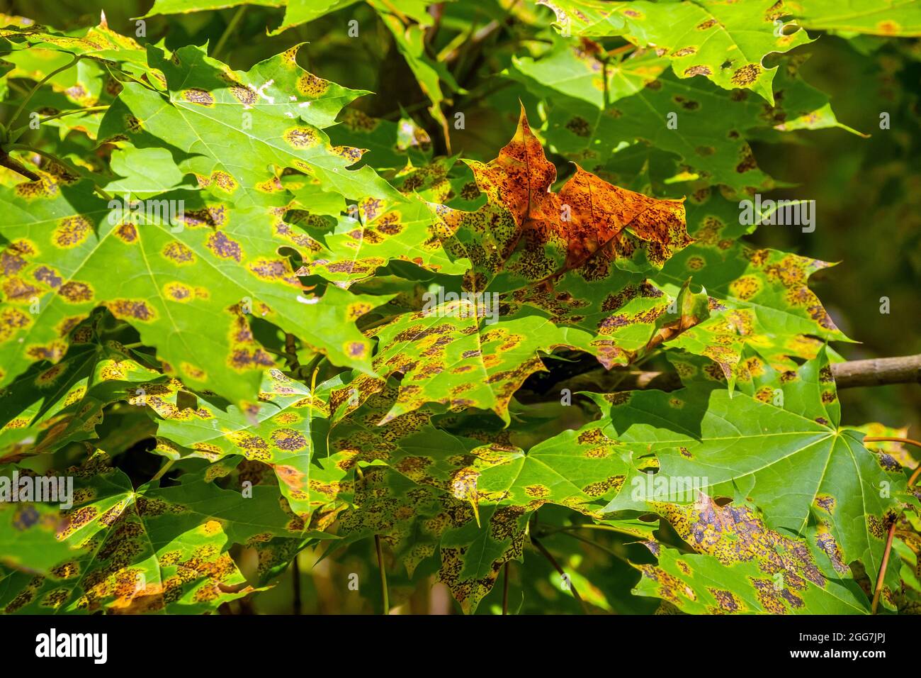 Landscape with spotted maple foliage closeup Stock Photo - Alamy