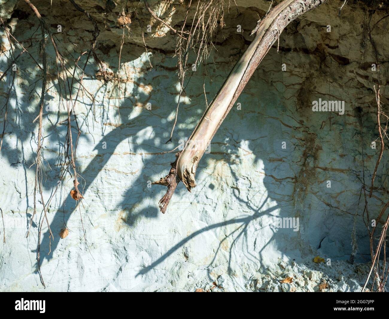 Abstract nature background with sand surface and trees roots Stock ...