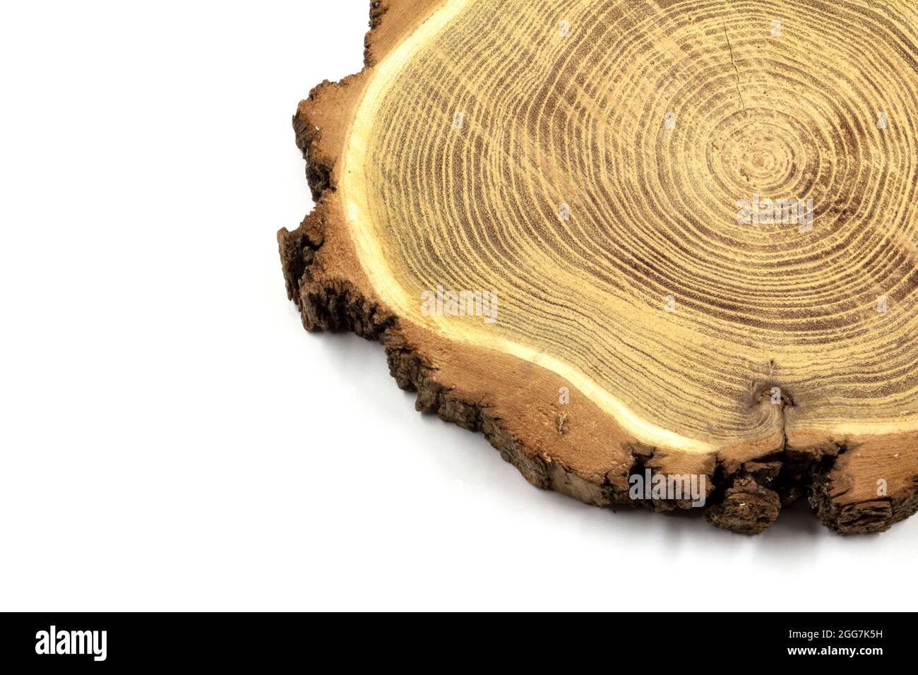 Detail tree cut in half hi-res stock photography and images - Alamy