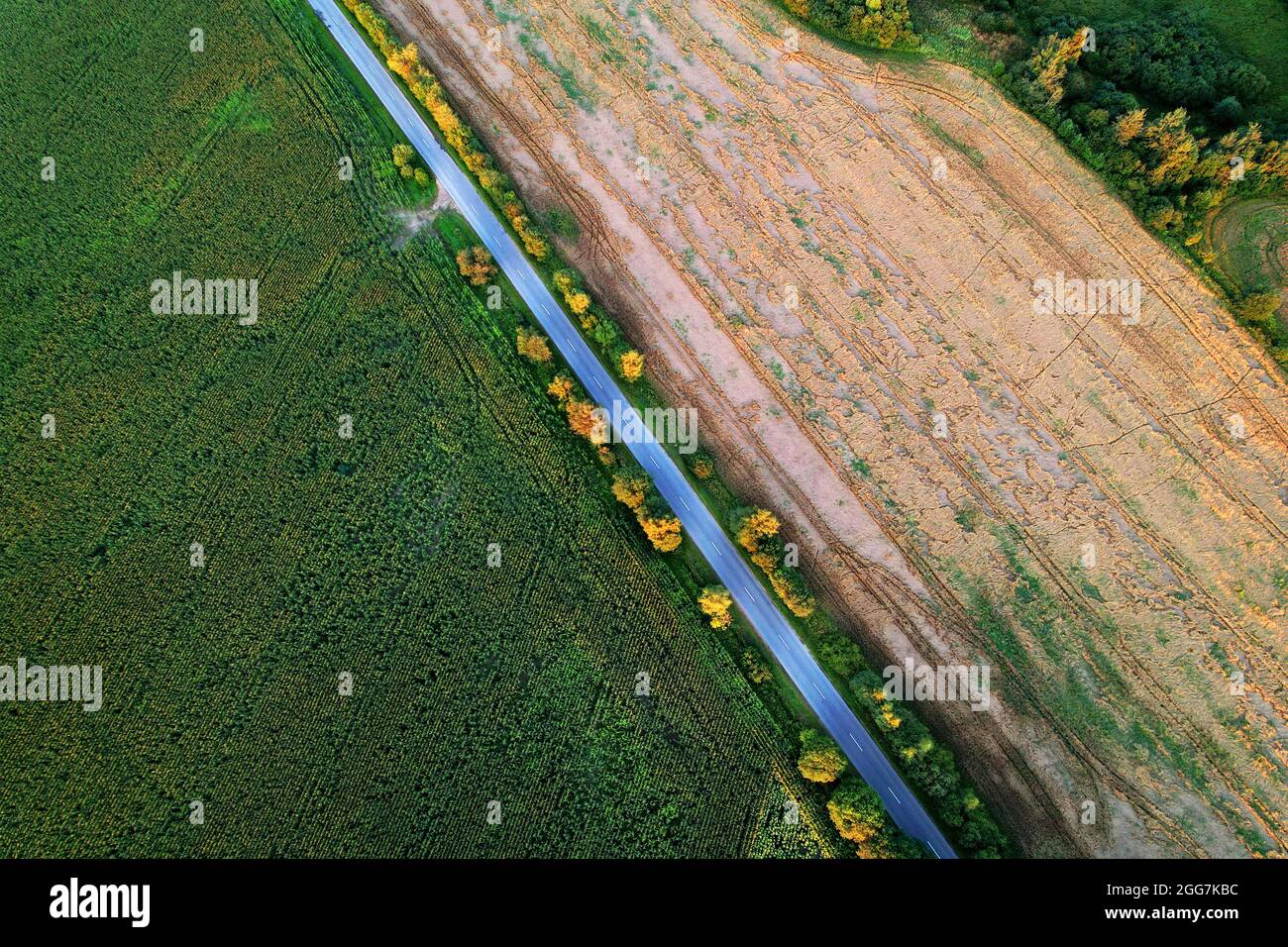 Top view of road near agricultural field. Road through the green plant ...