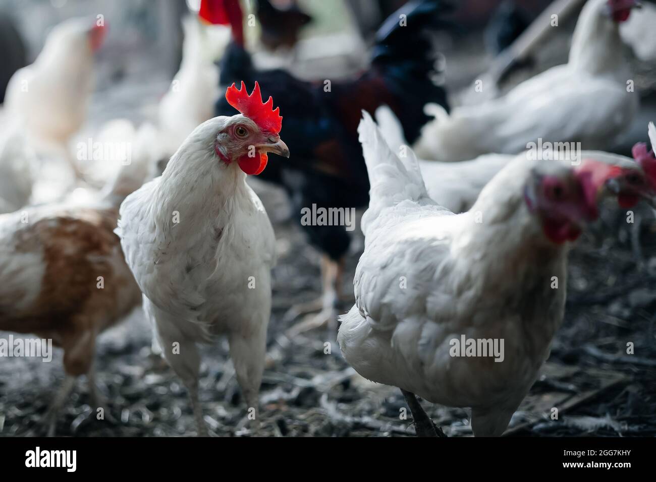 Hen chicken window hi-res stock photography and images - Alamy